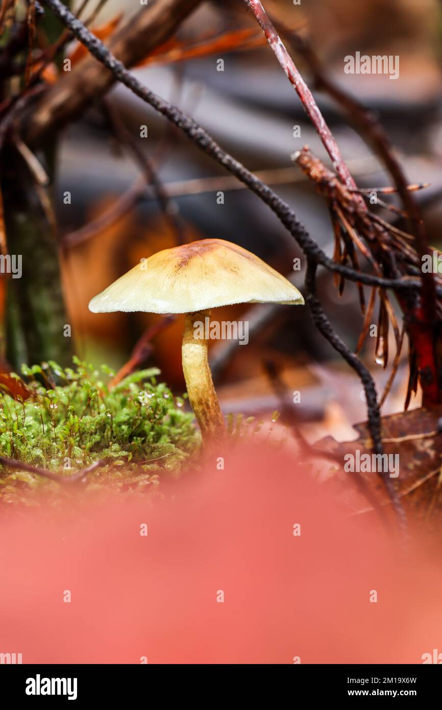 mushrooms in autumn Stock Photo - Alamy
