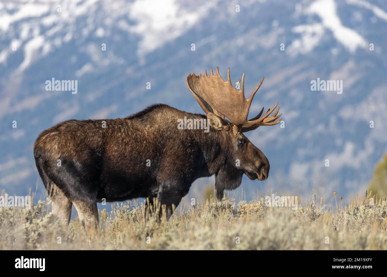 Bull Moose During the rut in Grand Teton National Park Wyoming in ...