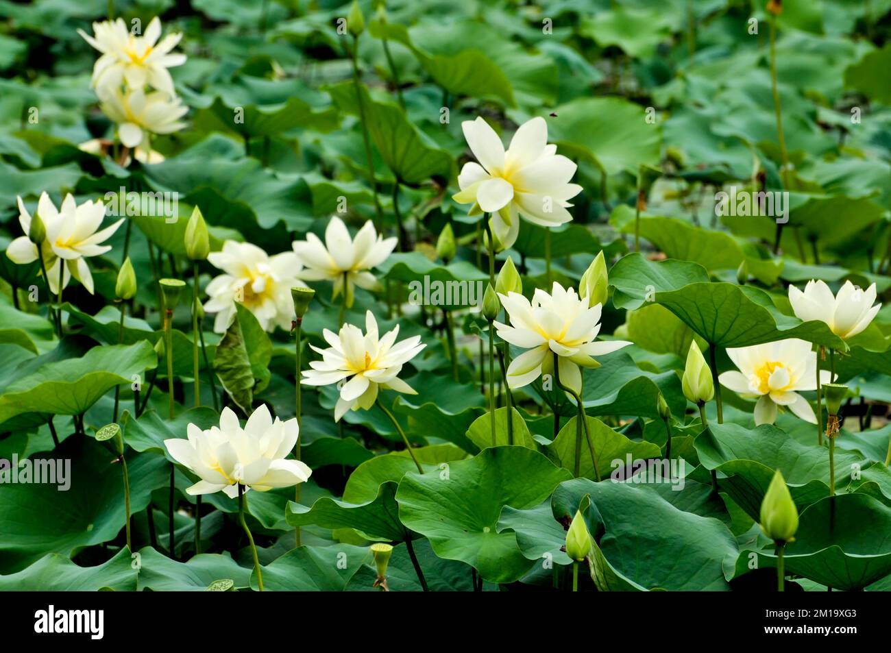 blossom lotud flower in pond Stock Photo - Alamy