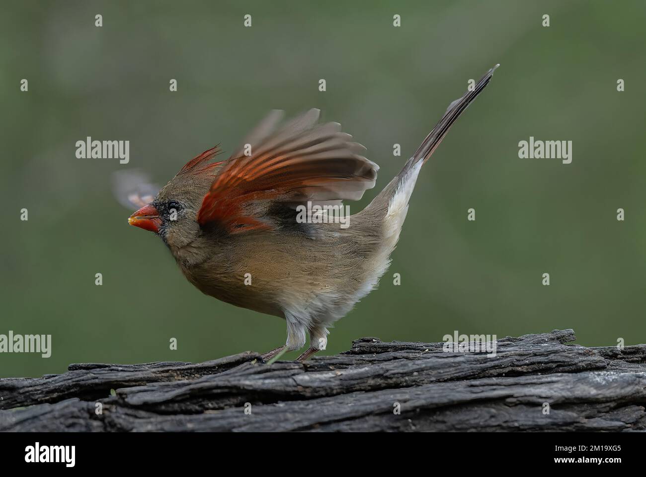 Redbird hi-res stock photography and images - Alamy