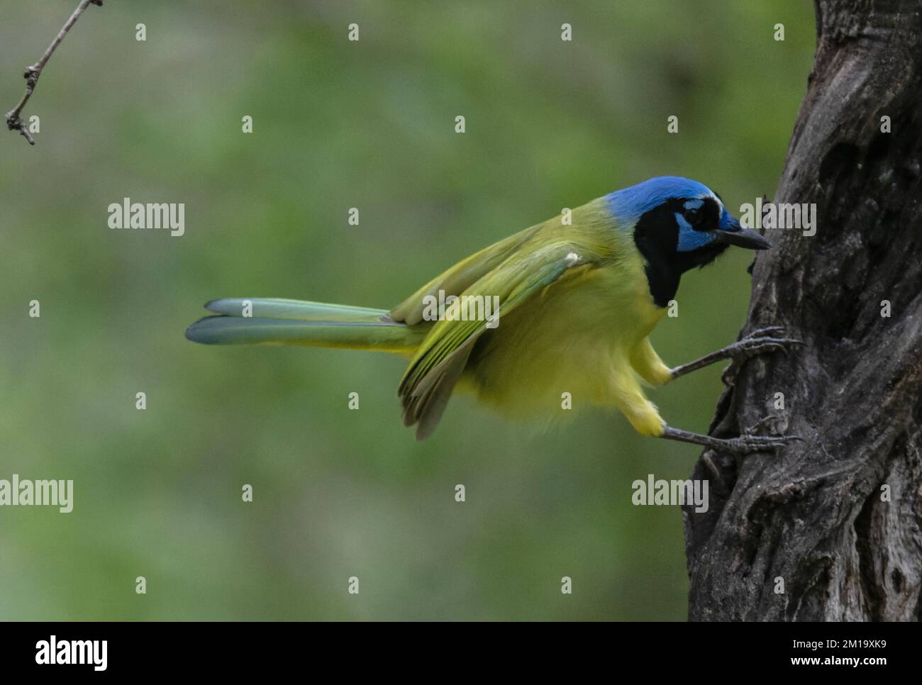 Green jay, Cyanocorax luxuosus, in flight in woodland; winter. Texas ...