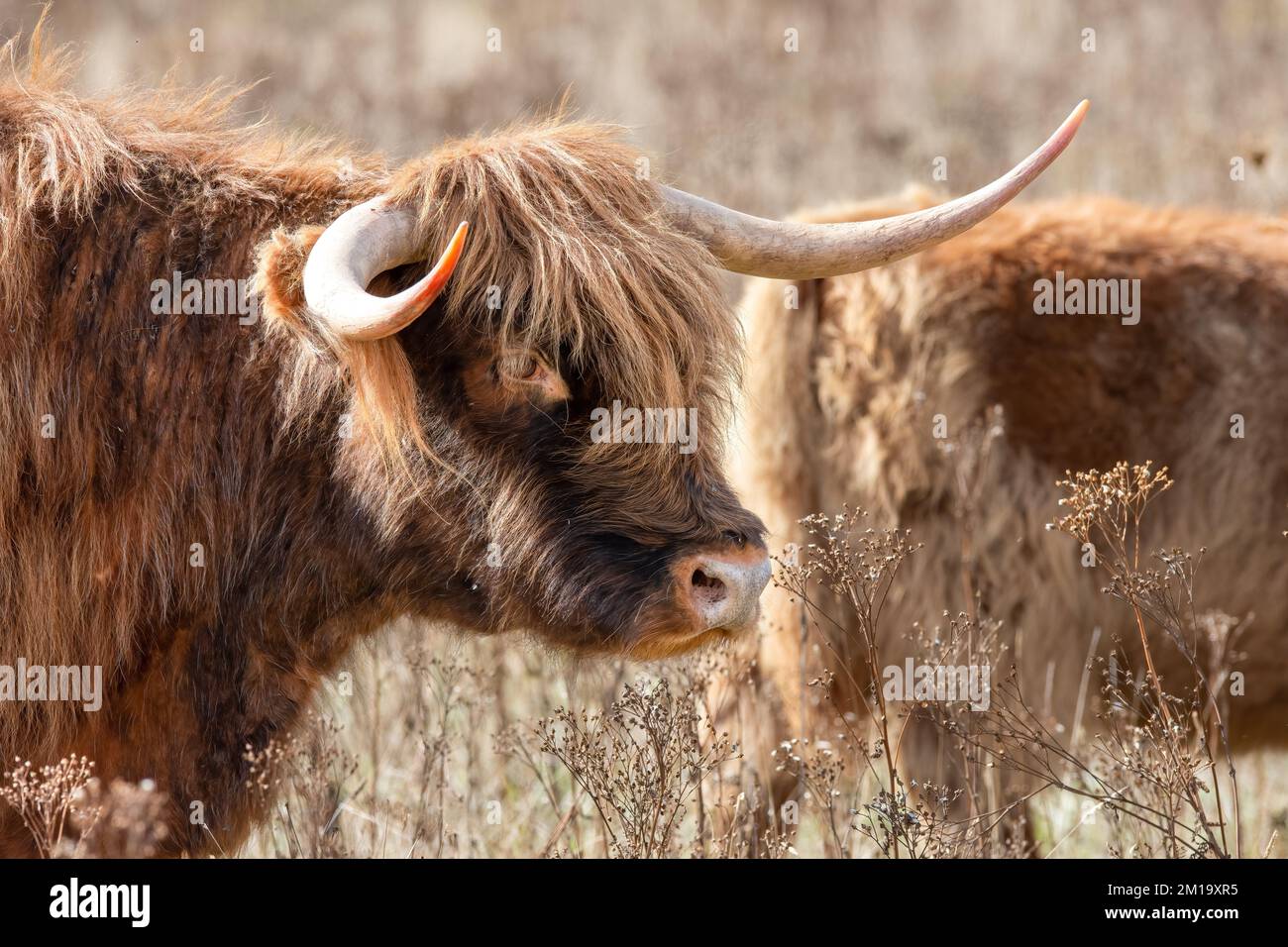Scottish highlanders hi-res stock photography and images - Alamy