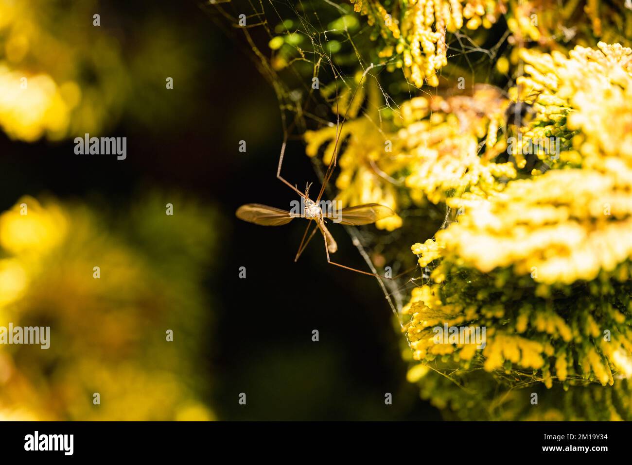 Crane Fly with its legs stuck in a spider web on a yellow bush, Tipula ...