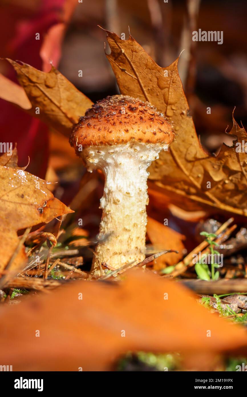 mushrooms in autumn Stock Photo - Alamy