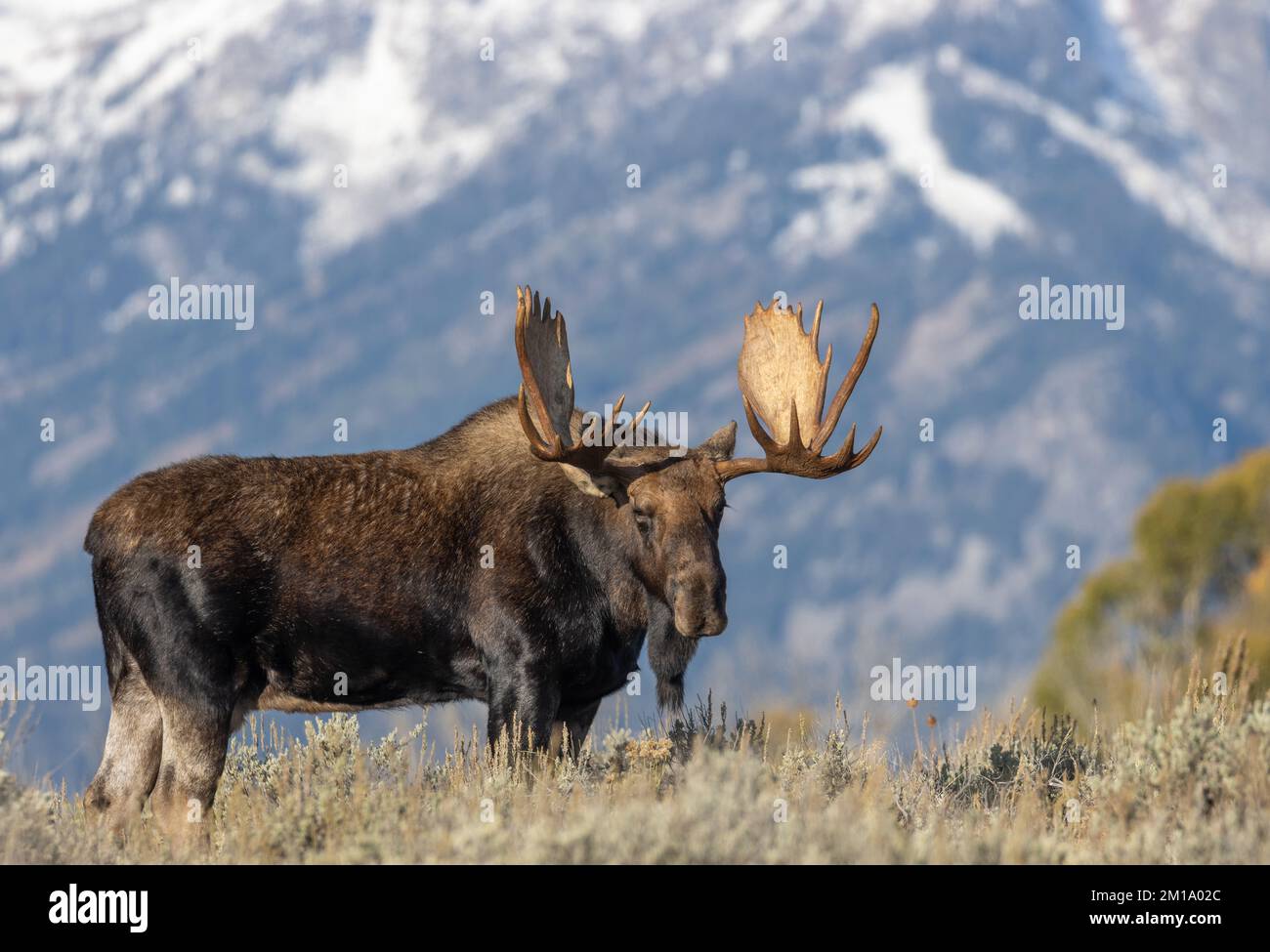 Bull Moose During the rut in Grand Teton National Park Wyoming in ...