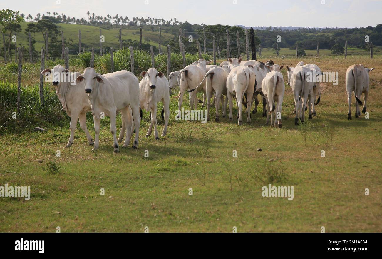 conde, bahia, brasil - january 7, 2022: Cattle are seen in a corral of ...