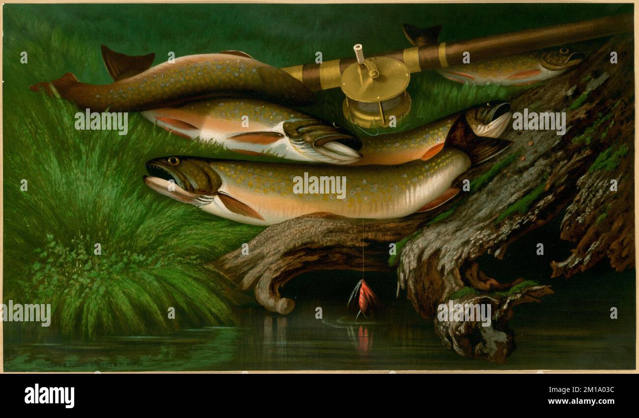 Trout , Fishing & hunting gear, Trout, Dead animals. Louis Prang ...