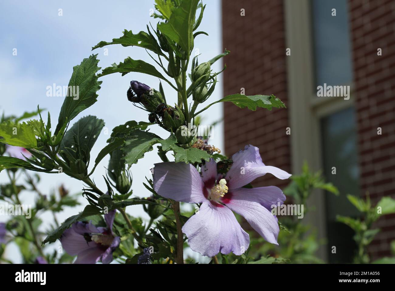 A closeup shot of a beautiful hibiscus flower with a bug on it Stock ...
