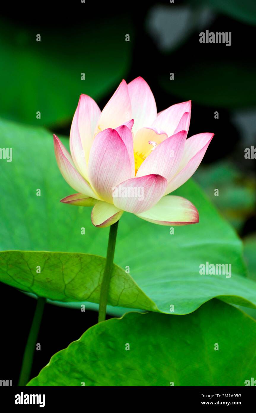 Lotus flower vector logo hi-res stock photography and images - Alamy