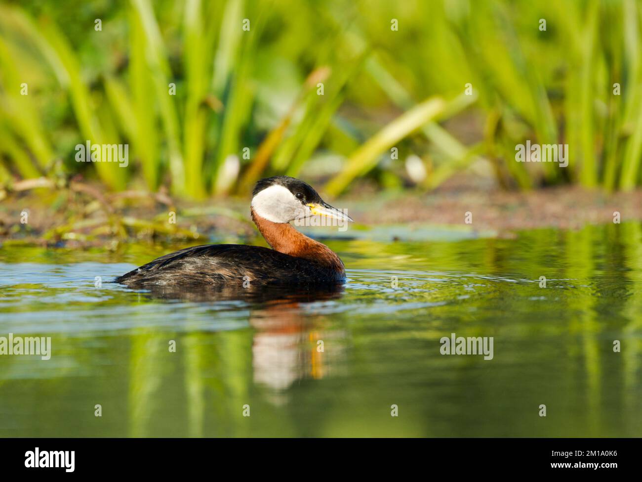 Red-necked grebe, Podiceps grisegena, in summer breeding plumage ...