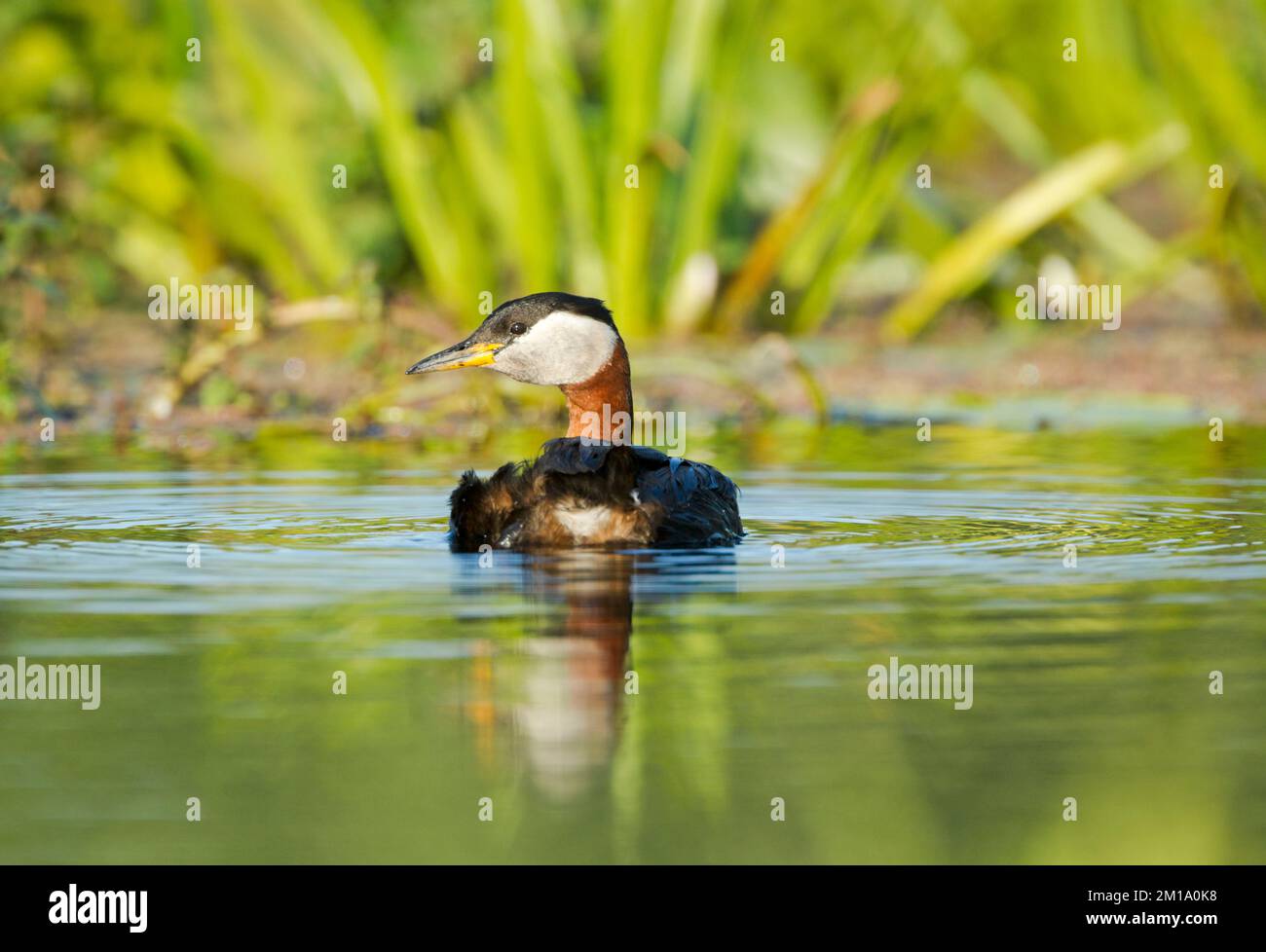 Red-necked grebe, Podiceps grisegena, in summer breeding plumage ...