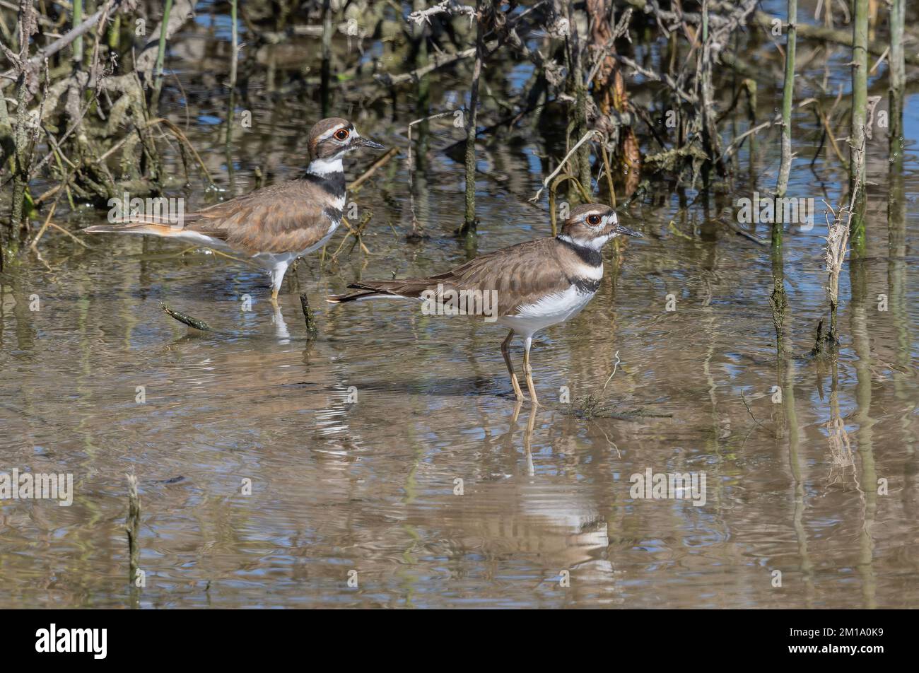 Pair of Killdeer, Charadrius vociferus, on a lake in winter. Texas ...