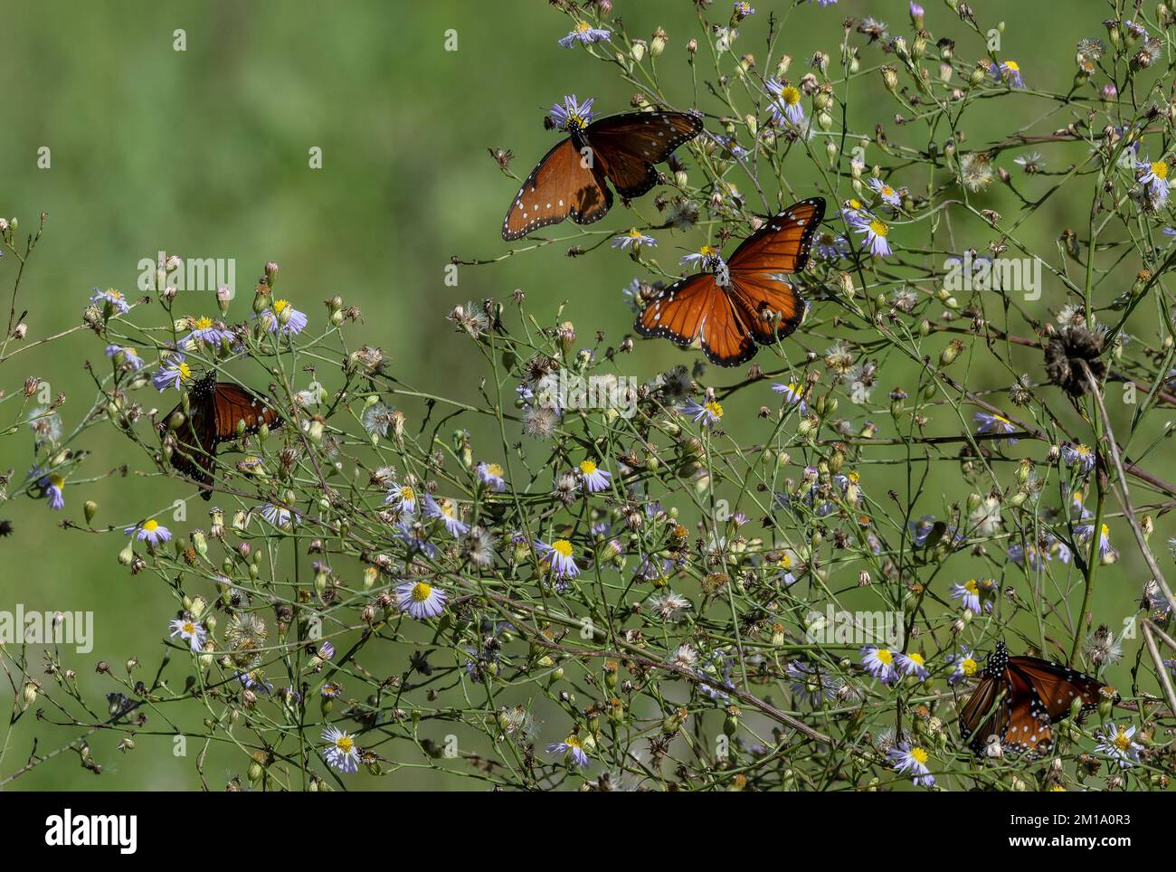Attracting butterflies hi-res stock photography and images - Alamy
