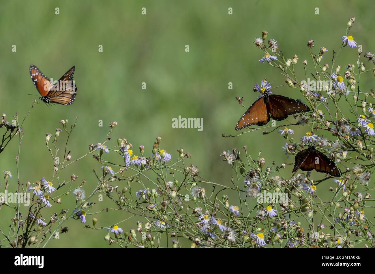 Flying soldier butterfly hi-res stock photography and images - Alamy