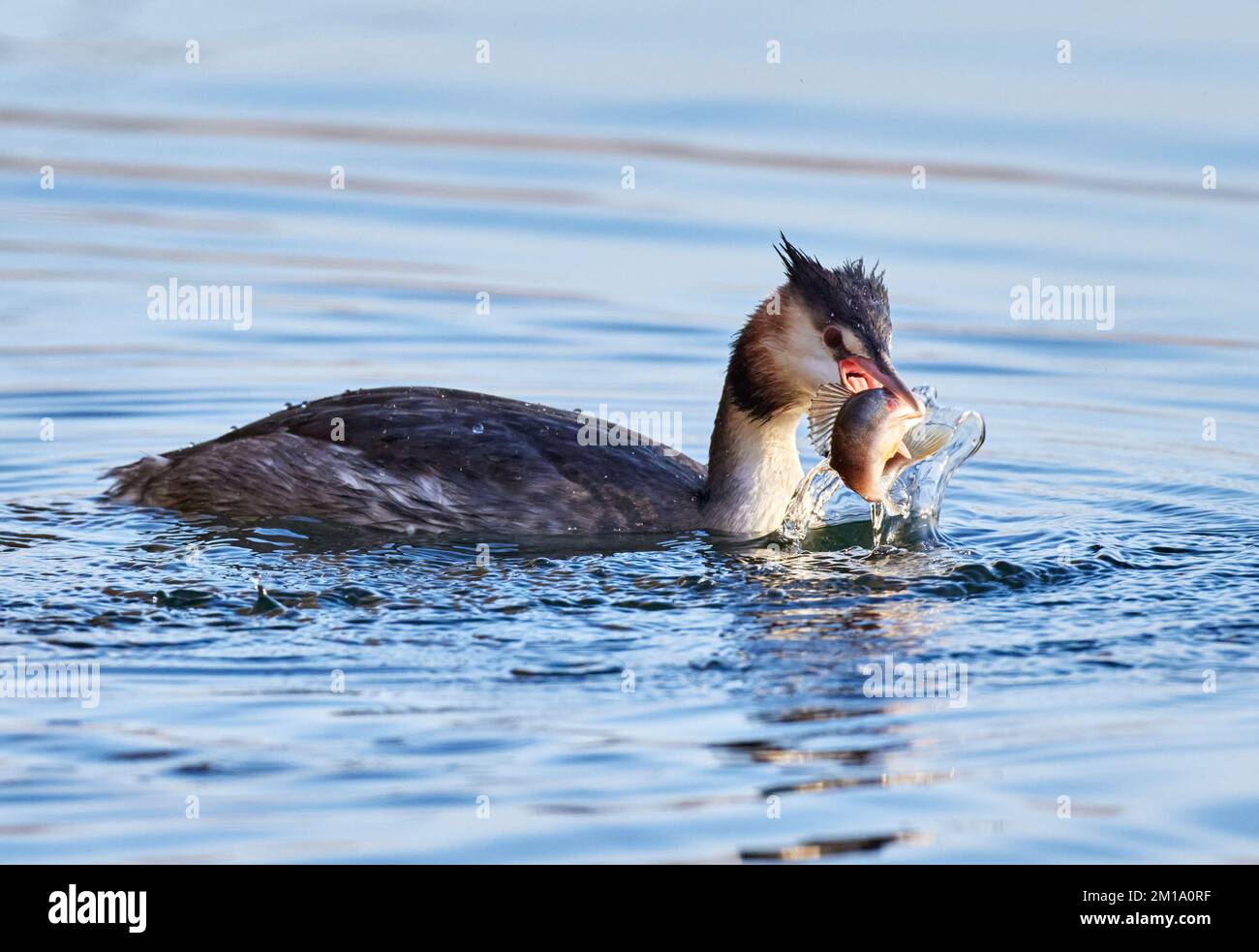 Little grebe fishing in hi-res stock photography and images - Alamy