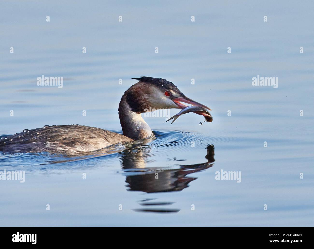 Great Crested Grebe catching fish Stock Photo - Alamy