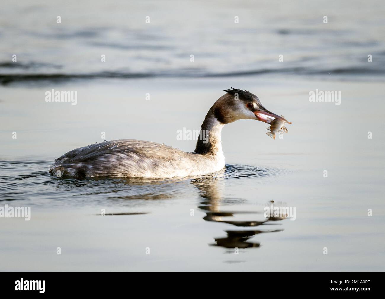 Little grebe fishing in hi-res stock photography and images - Alamy