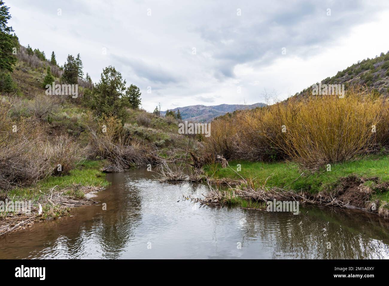 Calm Mountain Stream in the Early Spring Stock Photo - Alamy