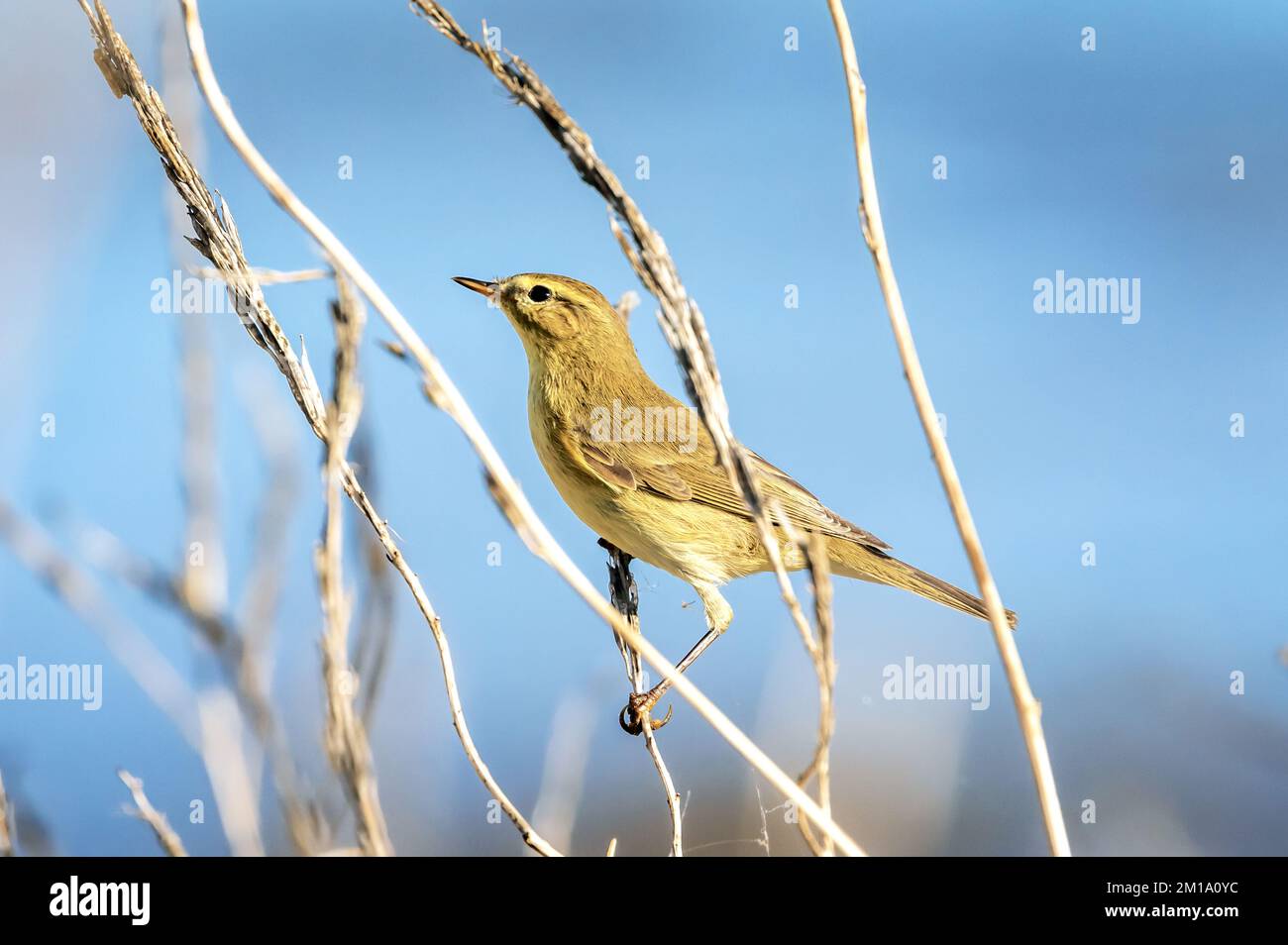 Chiff-chaff in reed grass Stock Photo - Alamy