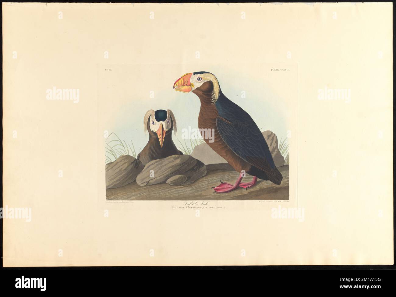 Tufted auk : Mormon cirrhatus, Lath. Male, 1. Female, 2. c.1 v.3 plate ...