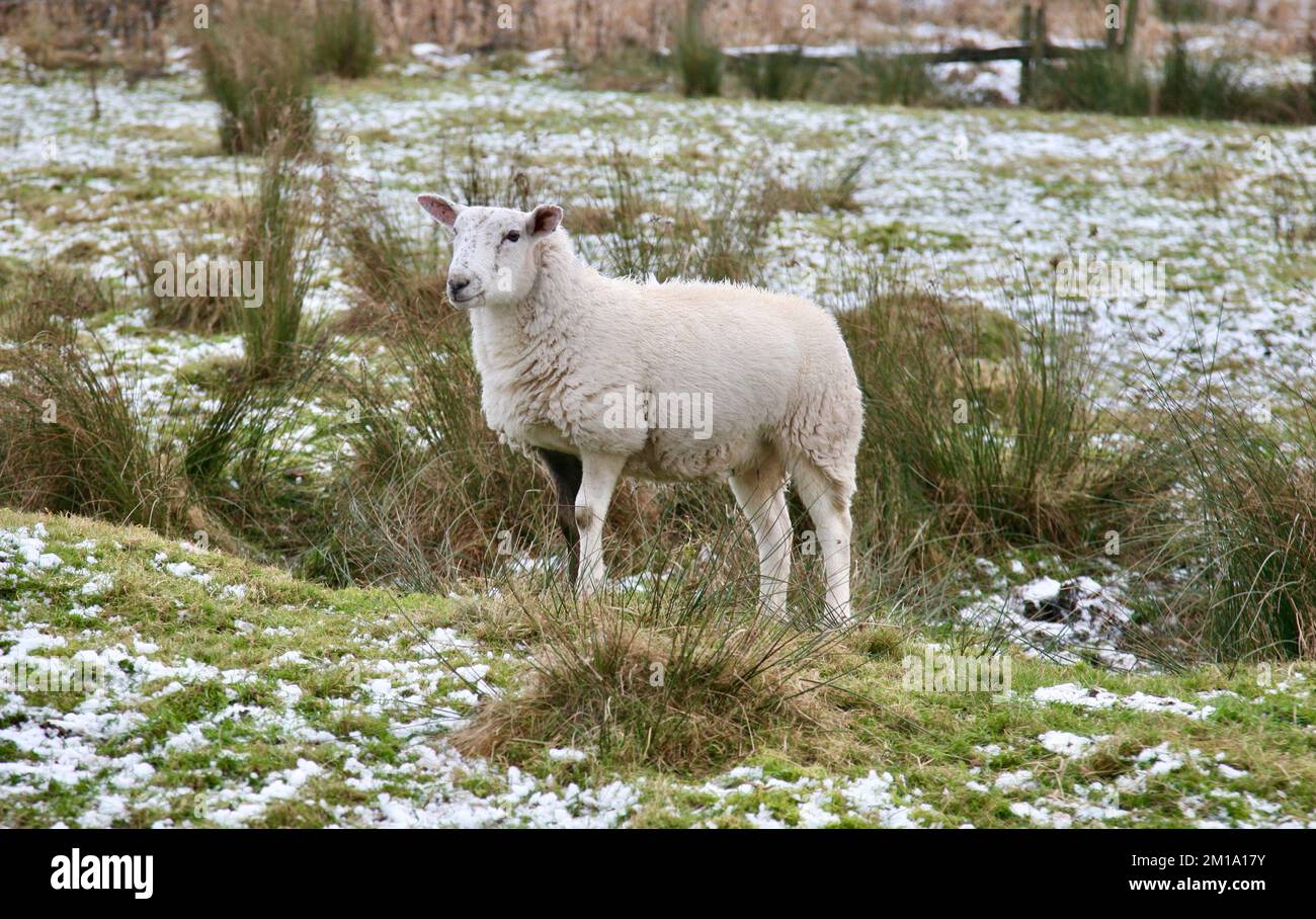 Dolly lookalike hi-res stock photography and images - Alamy
