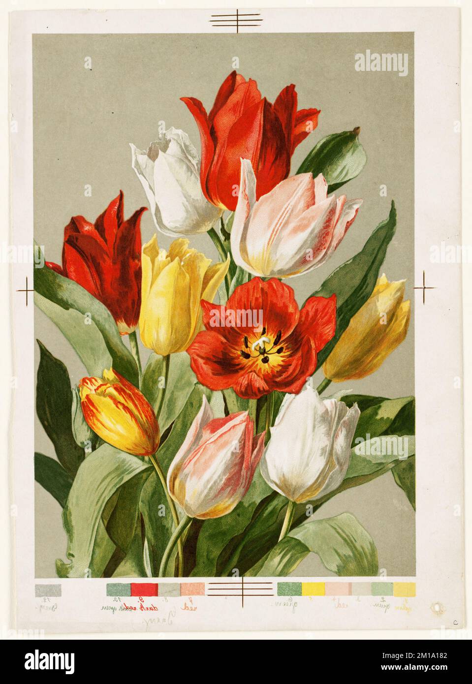Tulips , Tulips. Louis Prang & Company Collection Stock Photo - Alamy