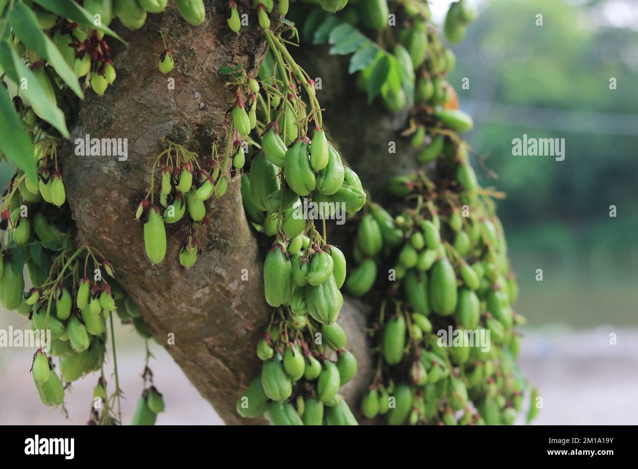 Averrhoa bilimbi commonly known,bilimbi or belimbing plant tree Stock ...