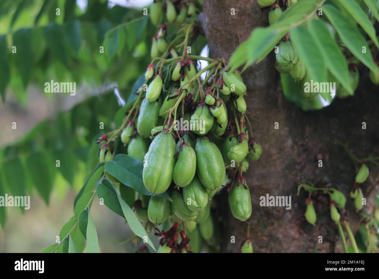 Close up bunch of bilimbing,Averrhoa bilimbi fruit on tree in farm ...