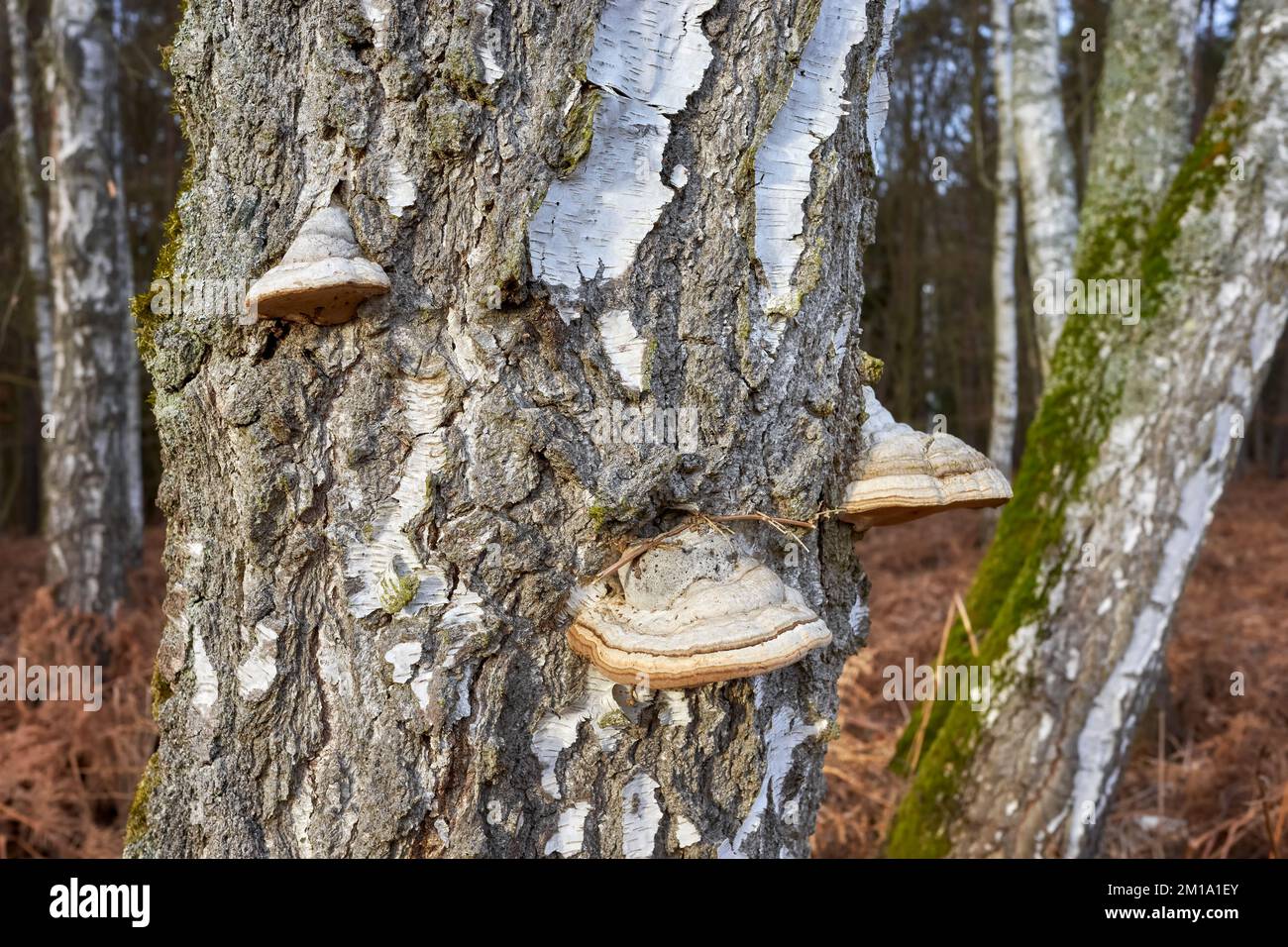 Polypore fungi hi-res stock photography and images - Alamy