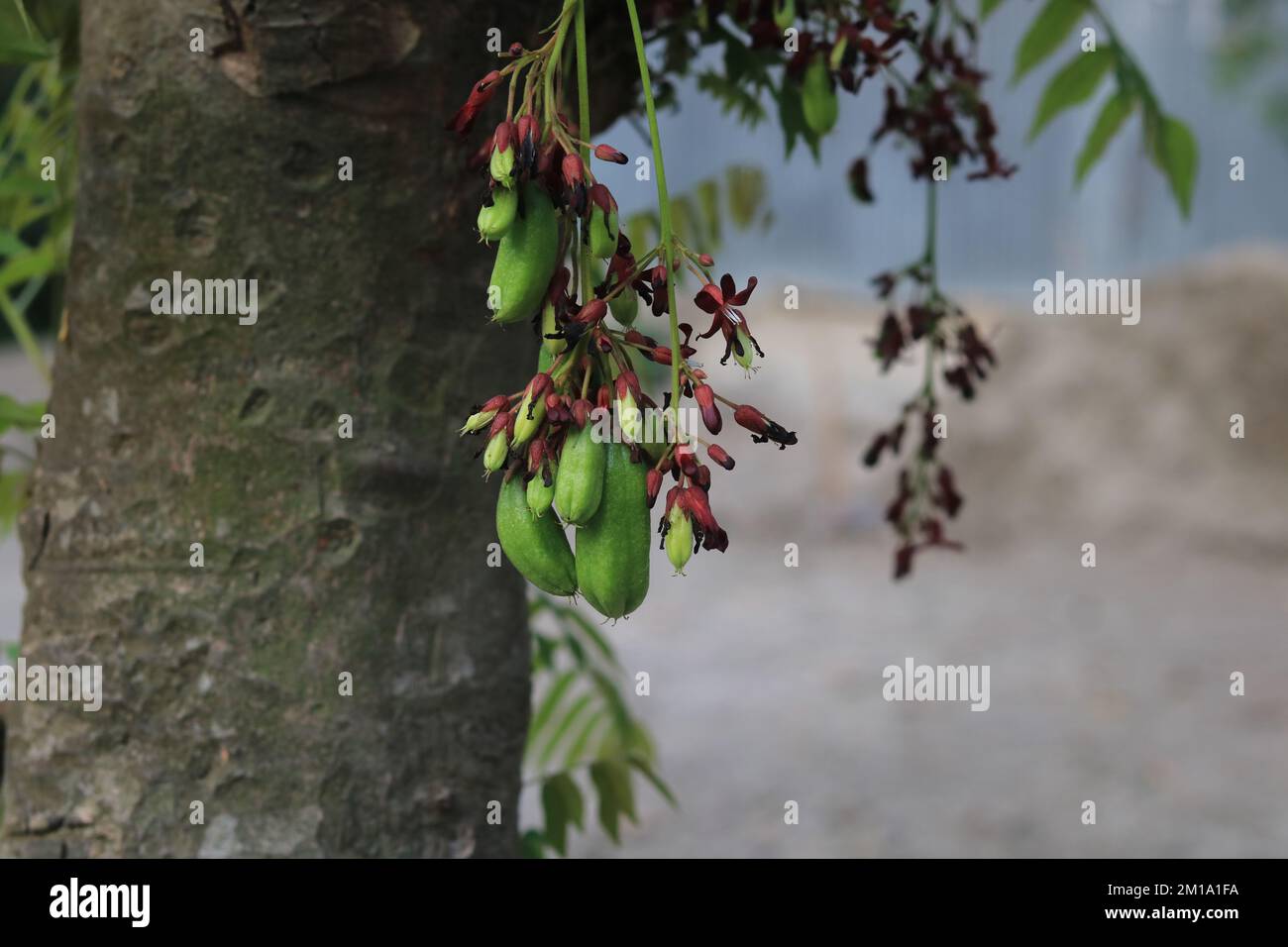 Flower of fresh averrhoa bilimbi,Fresh food bilimbing Stock Photo - Alamy