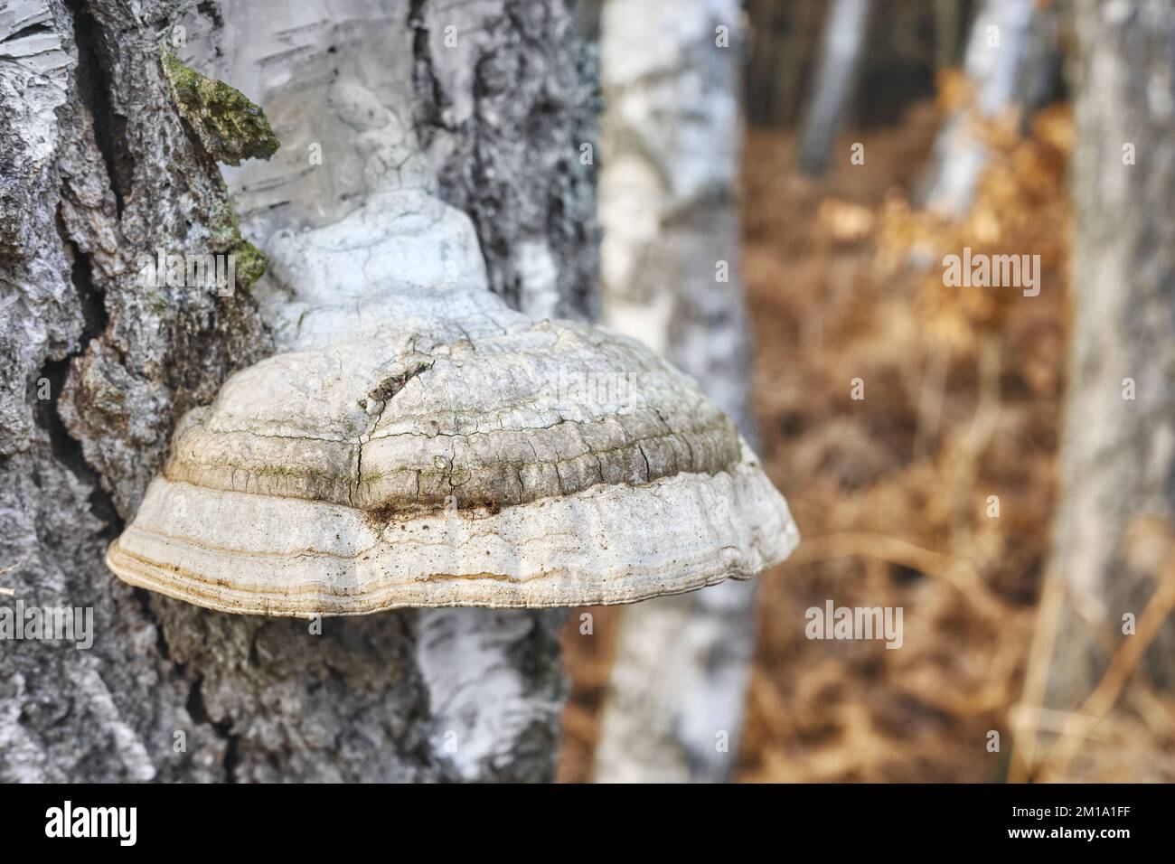 Polypore fungi hi-res stock photography and images - Alamy