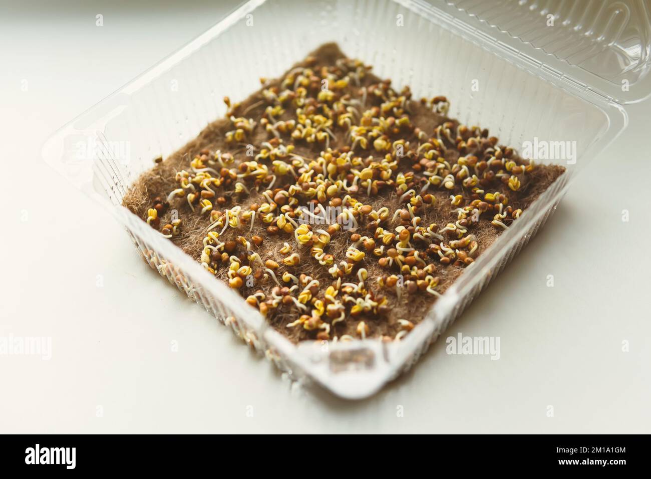 Healthy organic food micro greens bio organic edible harvest after ...