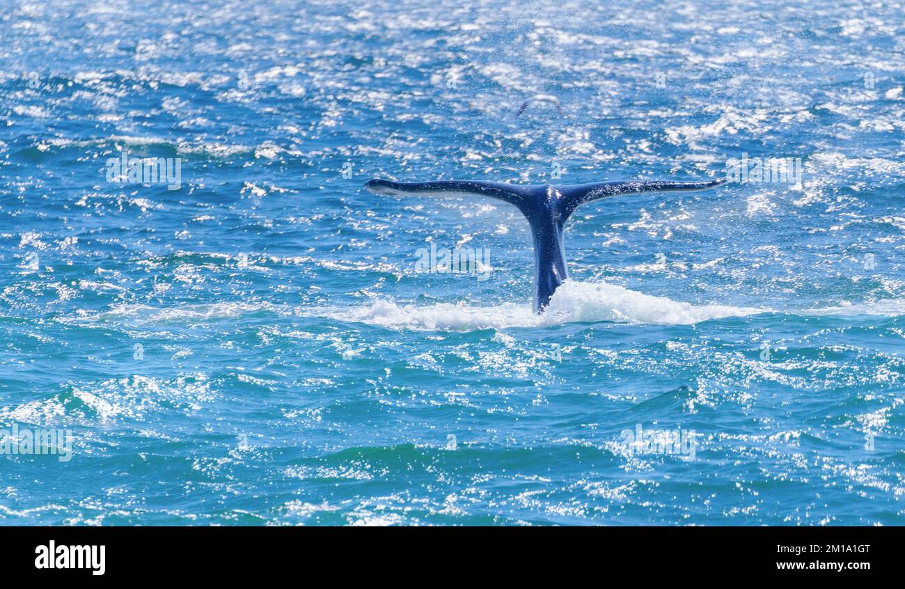 Humpback whale beautiful tail hi-res stock photography and images - Alamy
