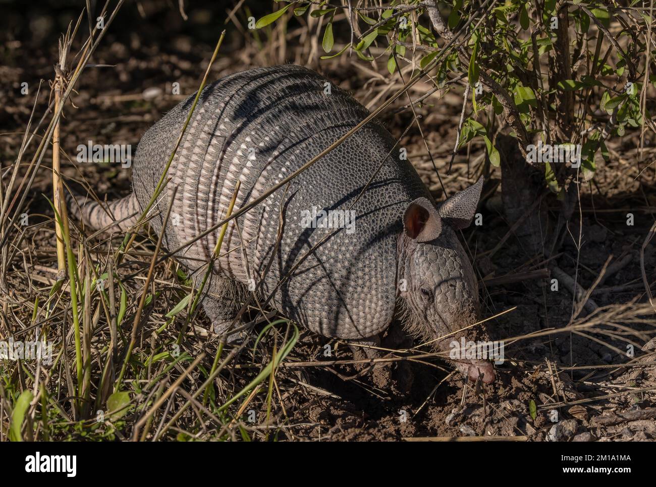 Nine-banded armadillo, Dasypus novemcinctus, feeding in daylight in dry scrub, Texas Stock Photo ...