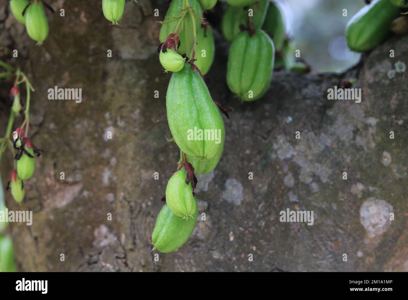 Star fruit vegetable hi-res stock photography and images - Alamy