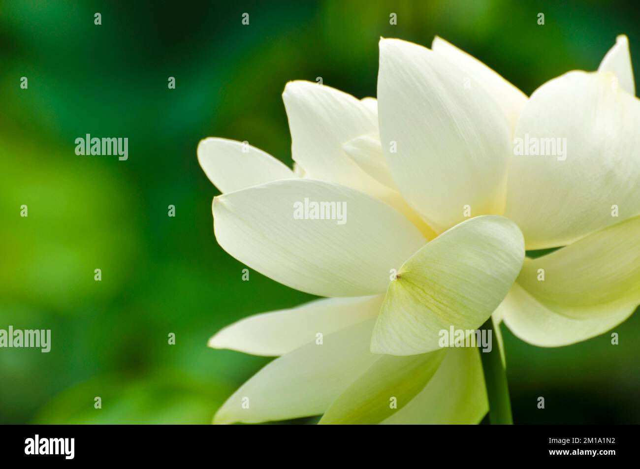 Rose beauty logo vector hi-res stock photography and images - Alamy