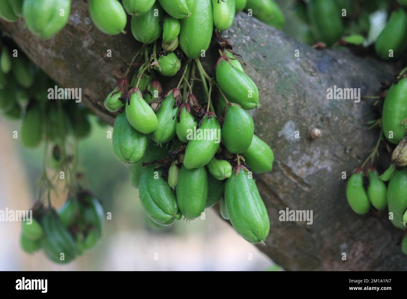 The green fruits of bilimbing ,Averrhoa bilimbi cucumber tree Stock ...