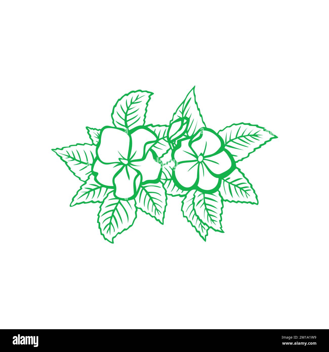 Organic elements vector vectors Cut Out Stock Images & Pictures - Alamy