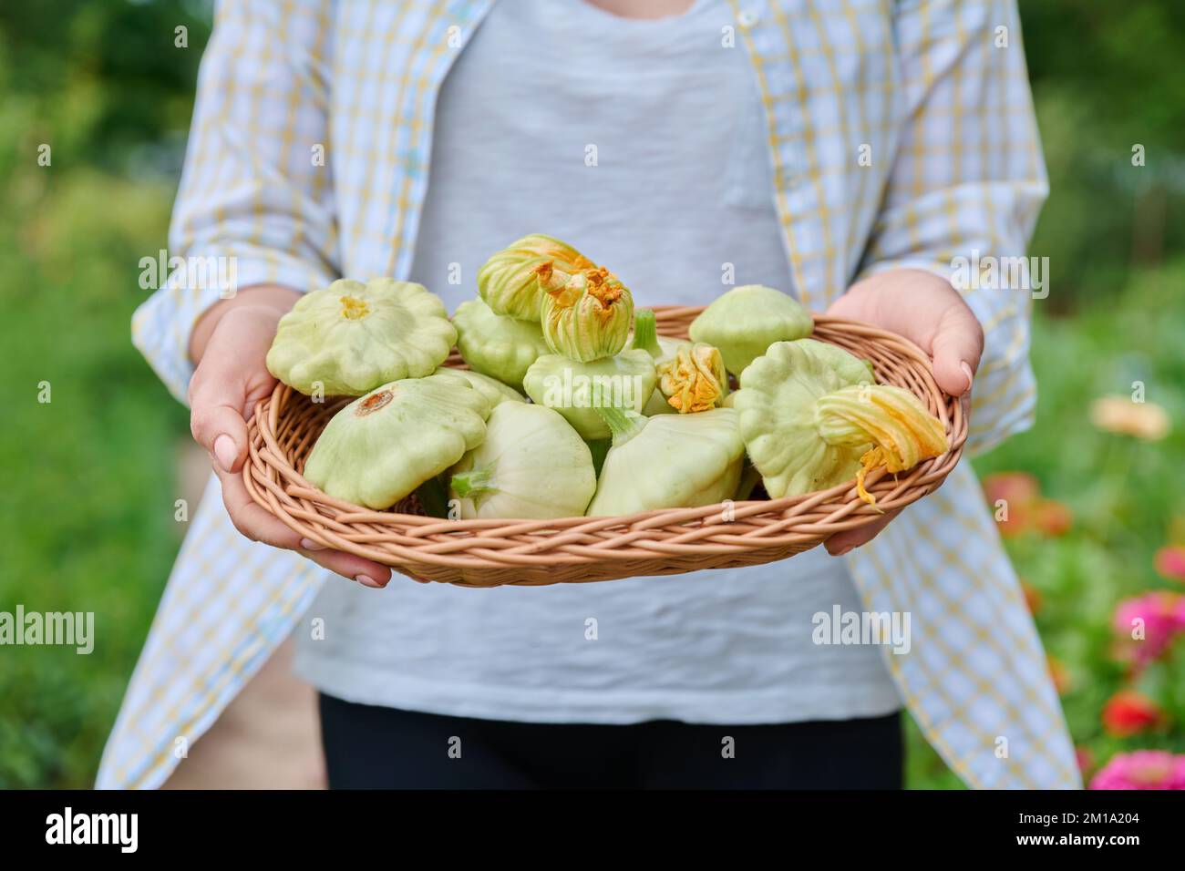 Close-up of crop of patisons in basket in hands of woman Stock Photo ...
