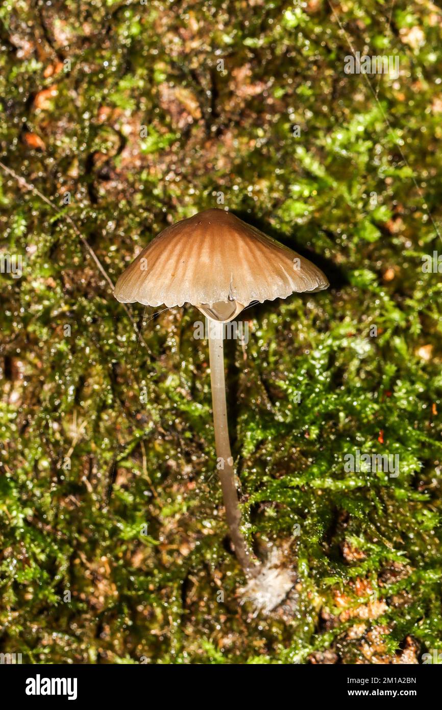 mushrooms in autumn Stock Photo - Alamy