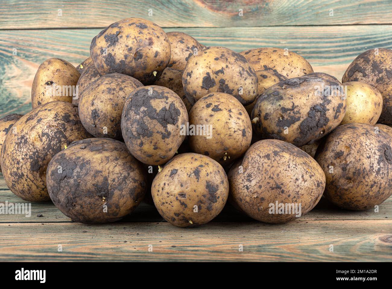 Unwashed potato hi-res stock photography and images - Alamy
