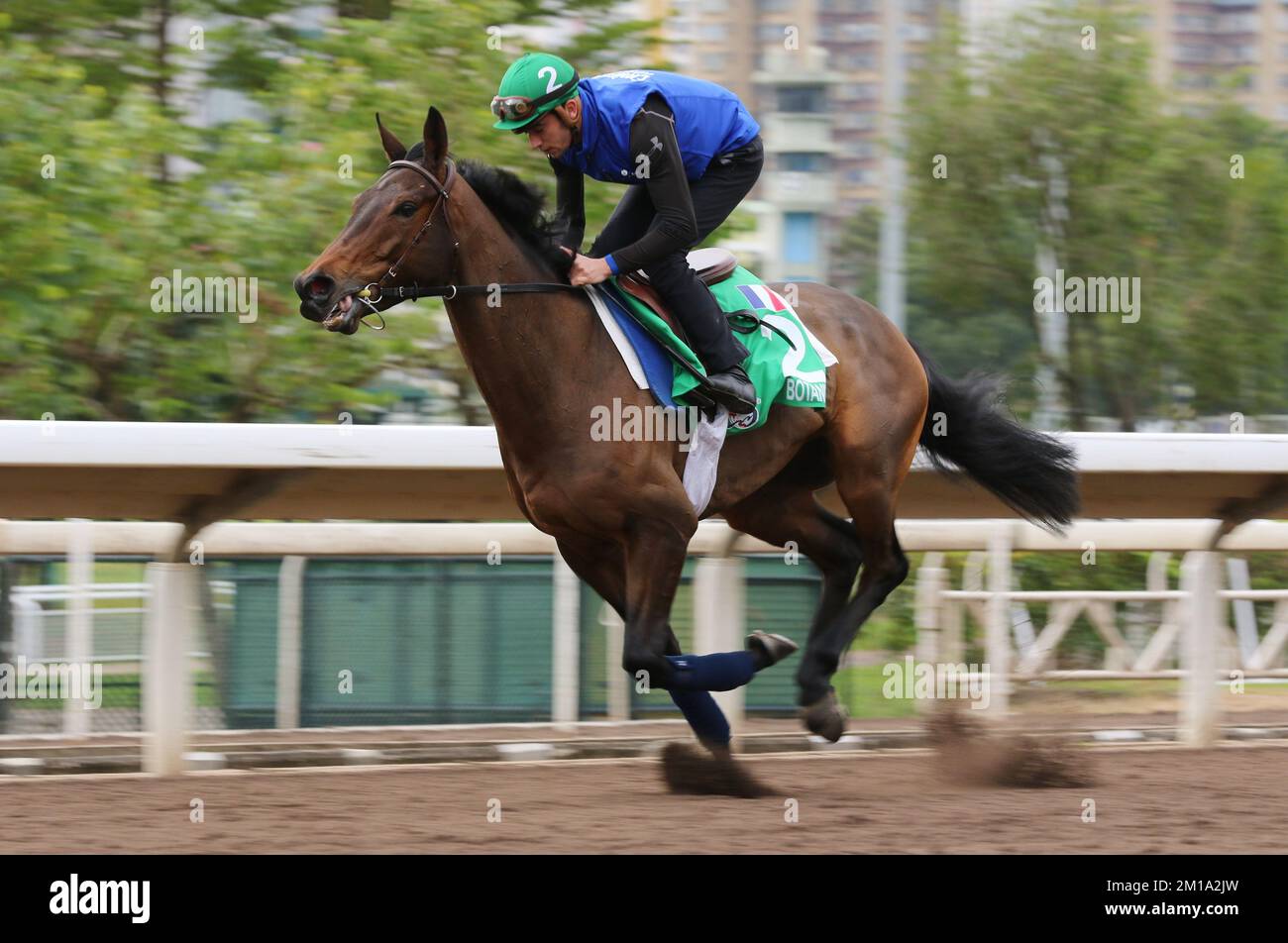 The Hong Kong Vase runner BOTANIK galloping on the all weather track at ...