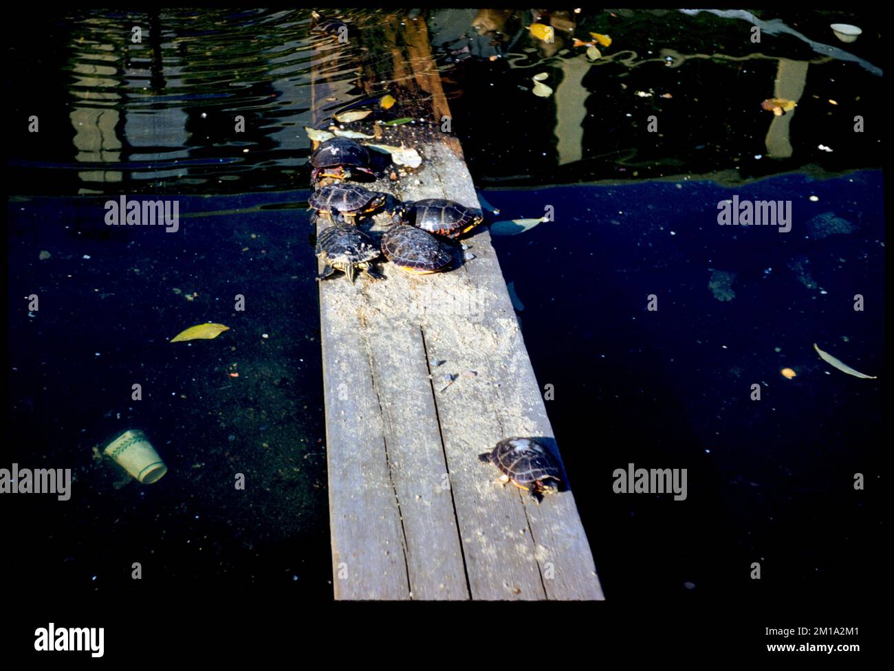 Turtles, Middlesex Zoo , Turtles, Zoos, Zoo animals. Edmund L. Mitchell ...