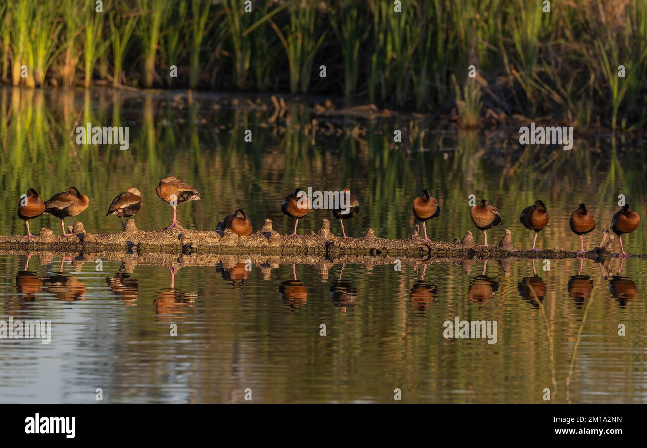 Line of Black-bellied whistling-ducks, Dendrocygna autumnalis, on ...