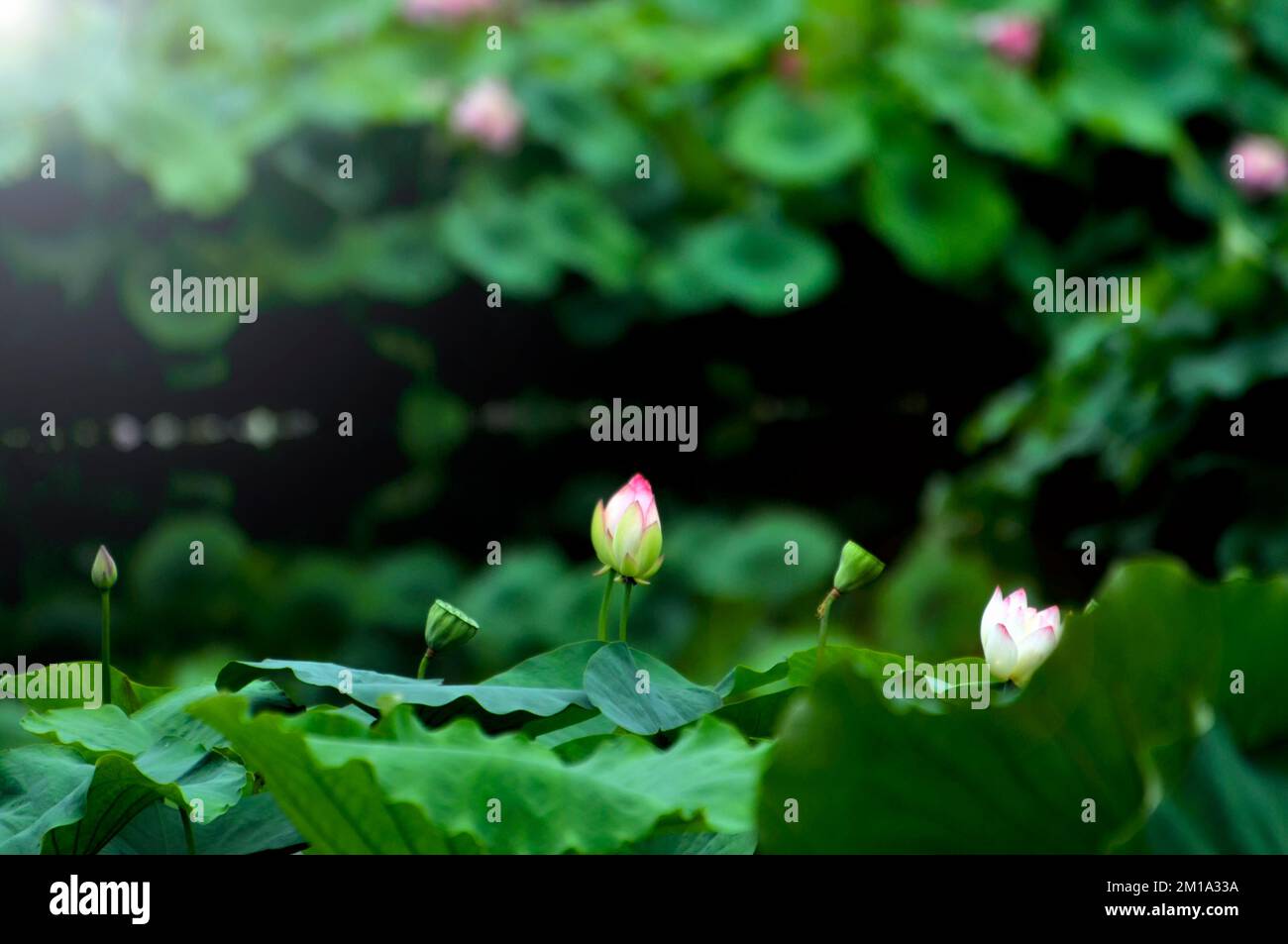 Lotus flower vector logo hi-res stock photography and images - Alamy