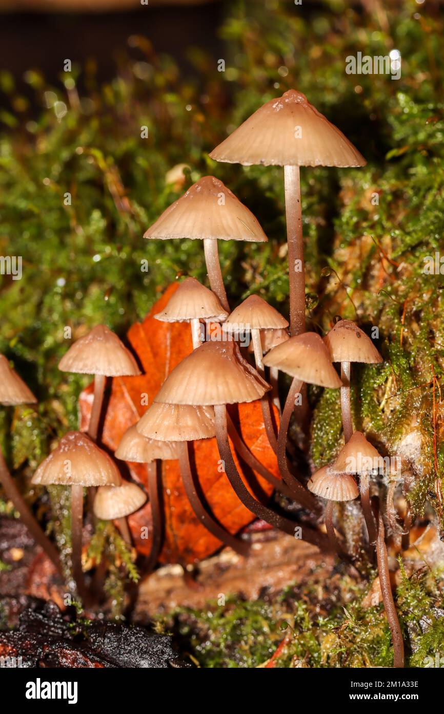 Autumn mushrooms search in hi-res stock photography and images - Alamy