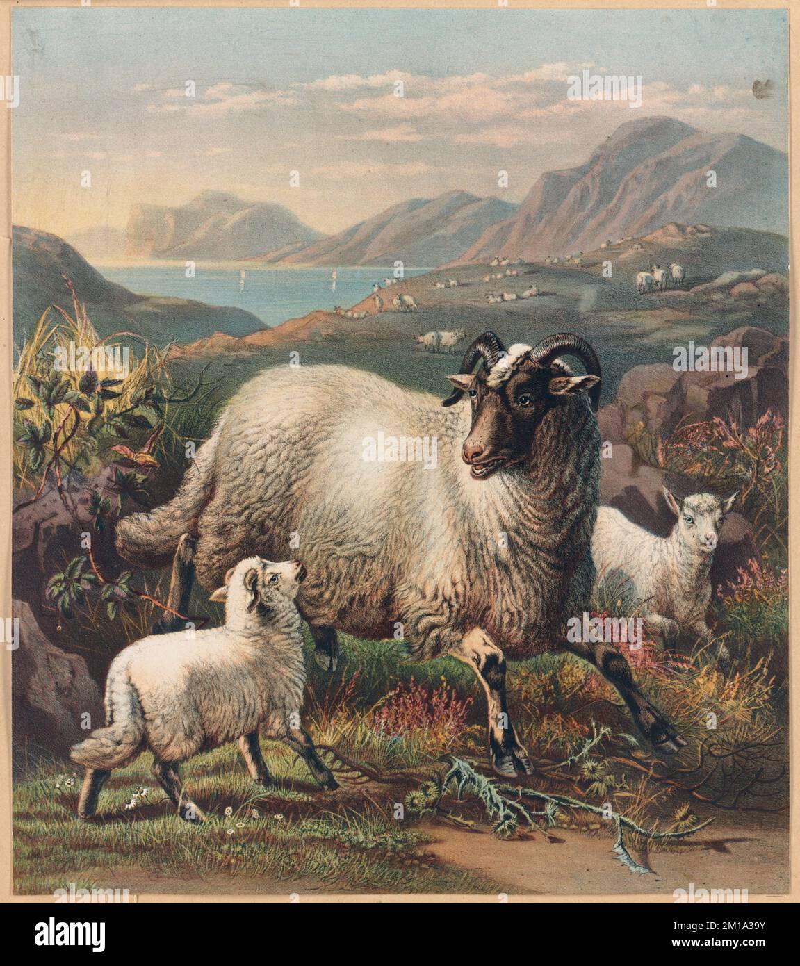 The twins , Sheep, Bodies of water. Louis Prang & Company Collection ...