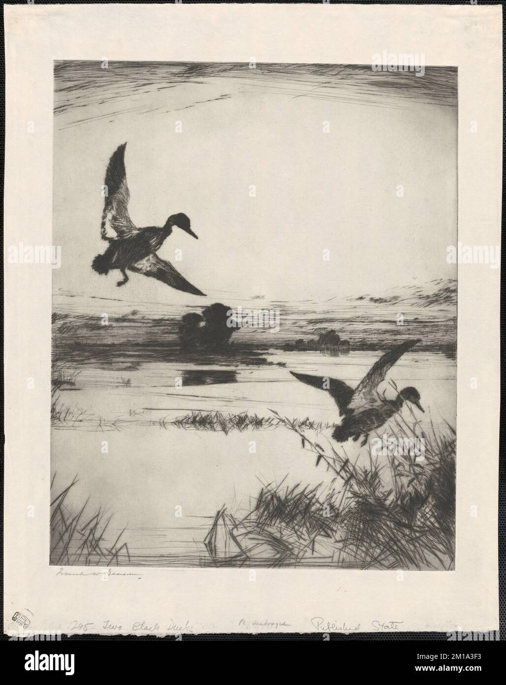 Two black ducks , Ducks, Flying, Bodies of water, Black duck. Frank W ...