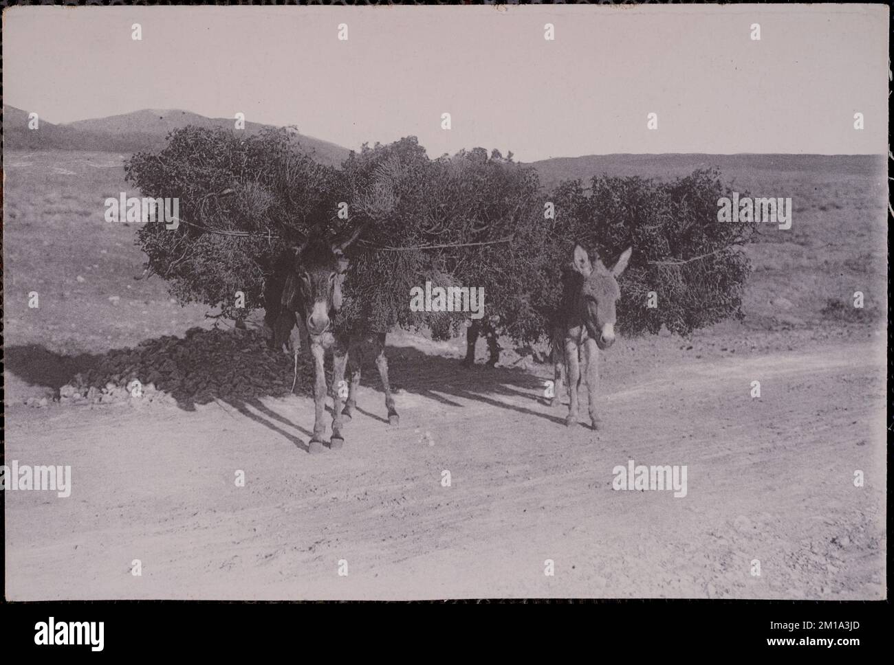 Donkeys carrying loads hi-res stock photography and images - Alamy