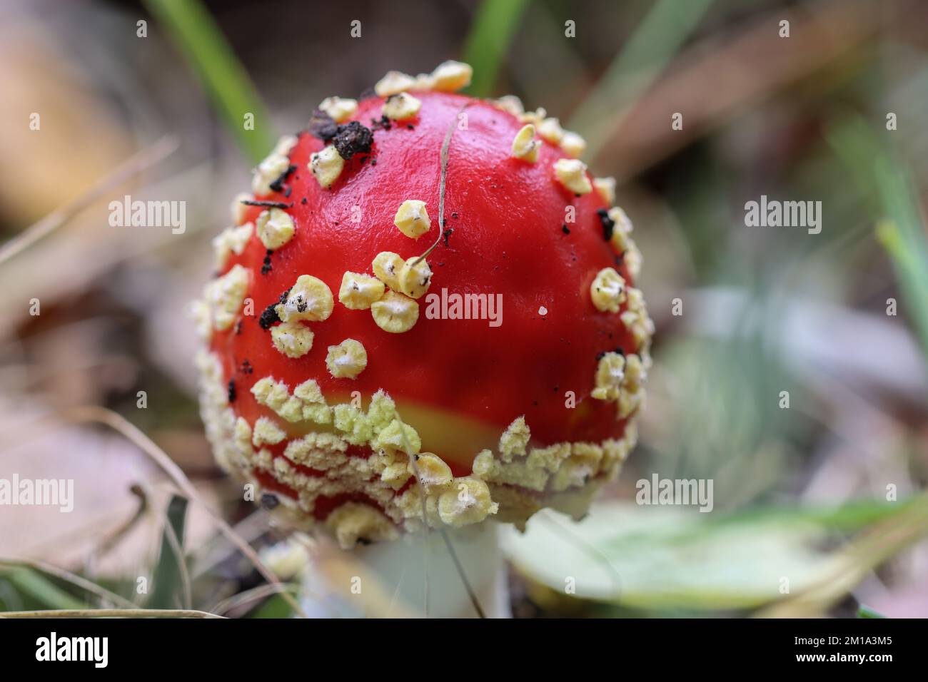 mushrooms in autumn Stock Photo - Alamy